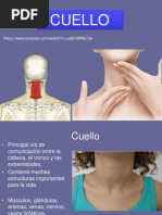 Anatomia Topografica de Cabeza y Cuello | PDF | Cráneo | Sistema esquelético
