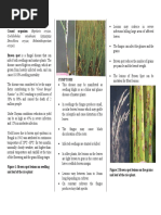 Blotter Test Method | PDF | Seed | Germination