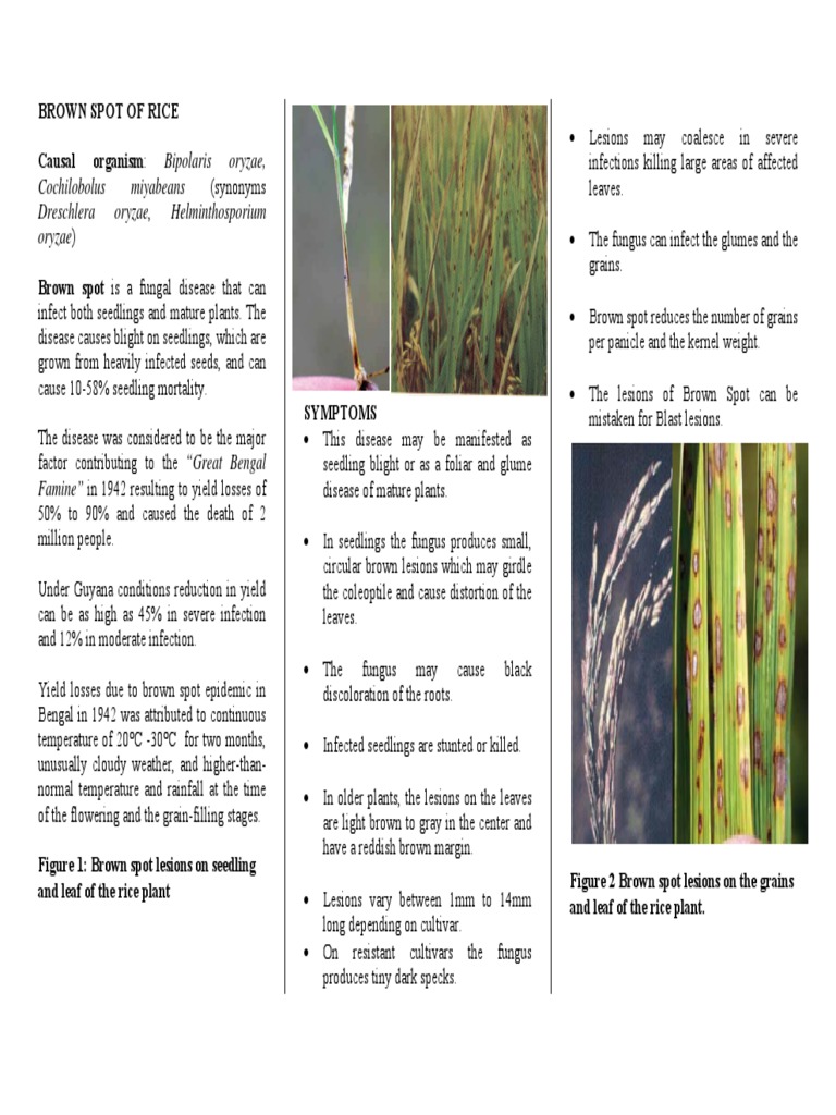 Brown Spot of Rice | PDF | Rice | Branches Of Botany