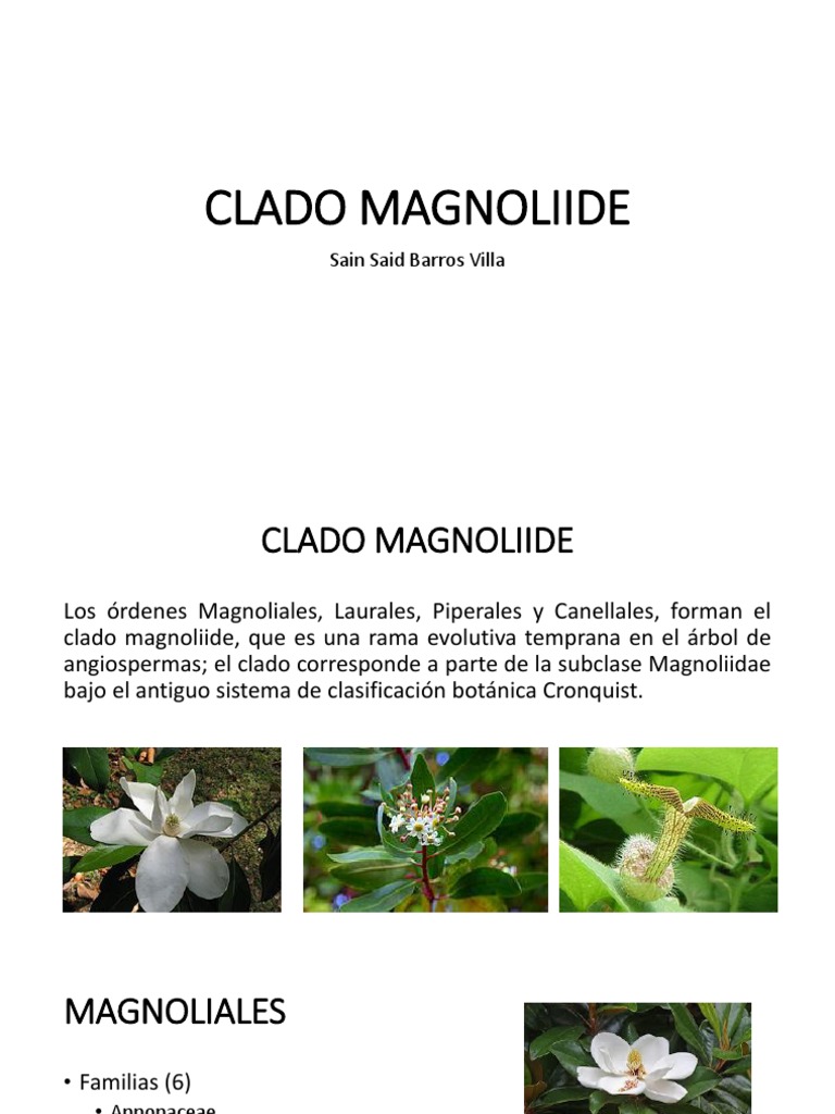 Magnoliidae | PDF | Plantas | Morfología Vegetal