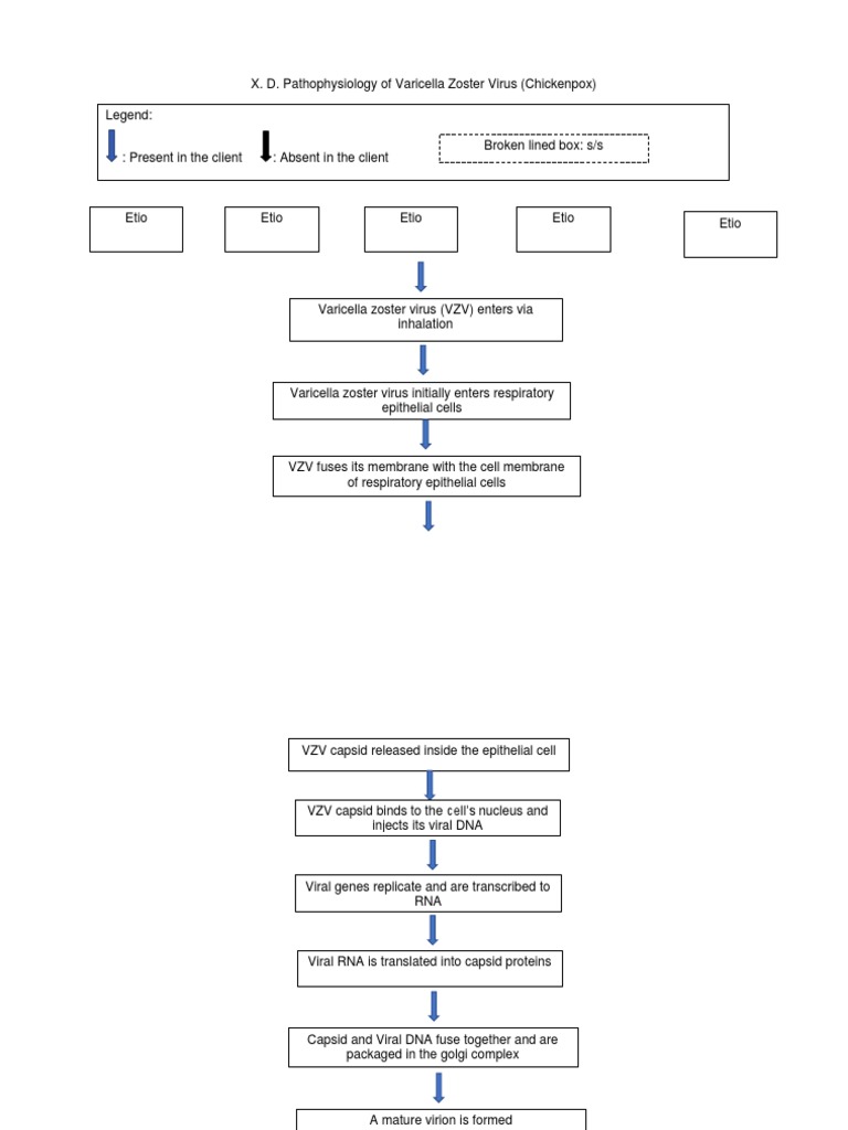 Pathophysiology of Varicella Zoster Virus-Chickenpox | PDF