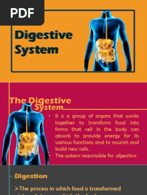 Digestive System For Grade 4 Powerpoint