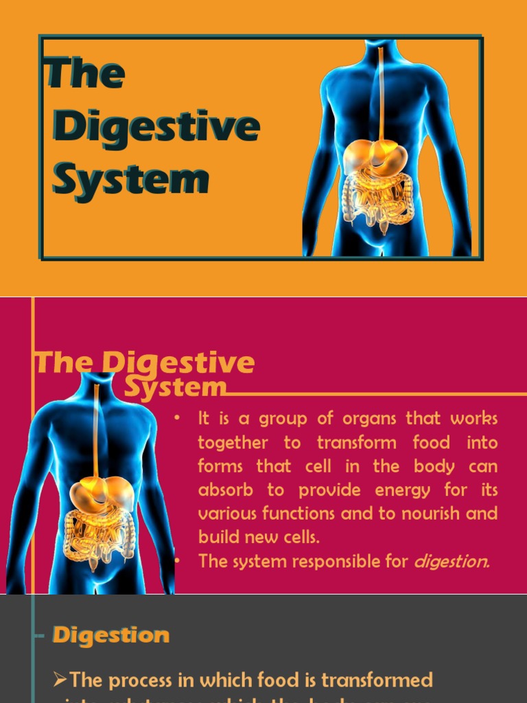 Grade 8 Digestive System Overview Pdf