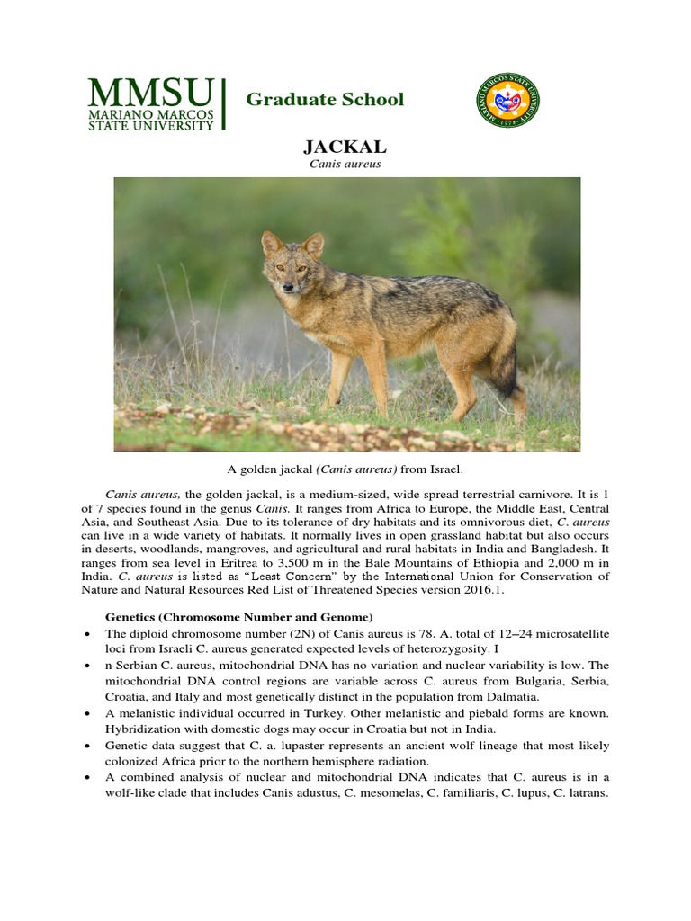 JACKAL | PDF
