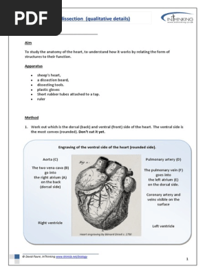 Heart Dissection Lab Worksheet 1.14: Cardiorespiratory System
