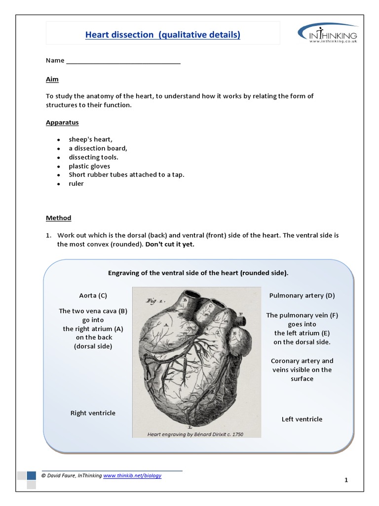 Pig Heart Dissection Worksheet
