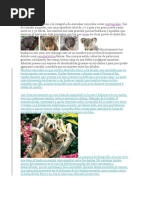 Anatomía y Fisiología de Koalas | PDF | Coala