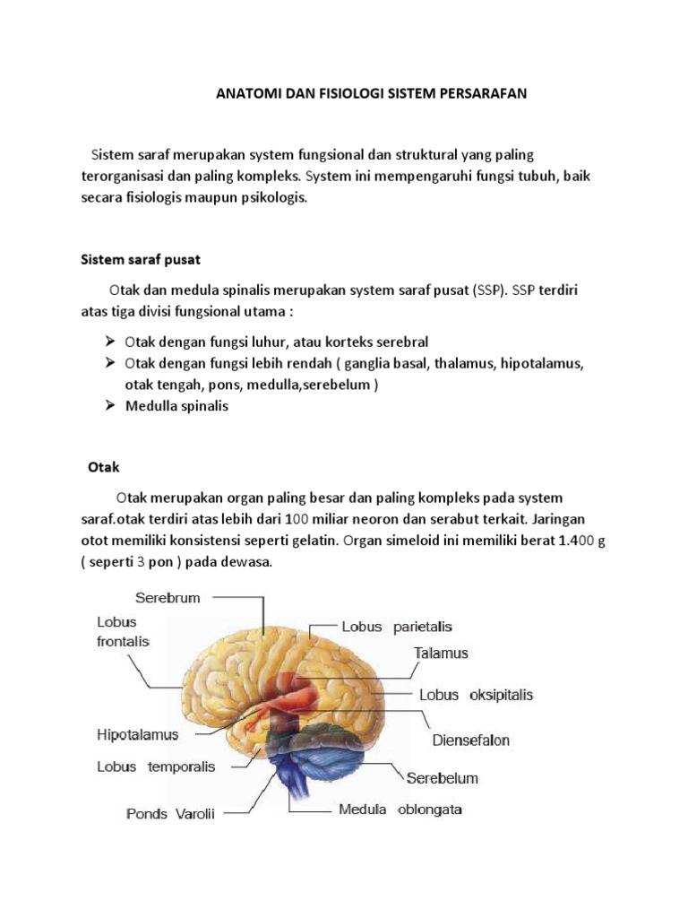 Anatomi Dan Fisiologi Sistem Persarafan | PDF