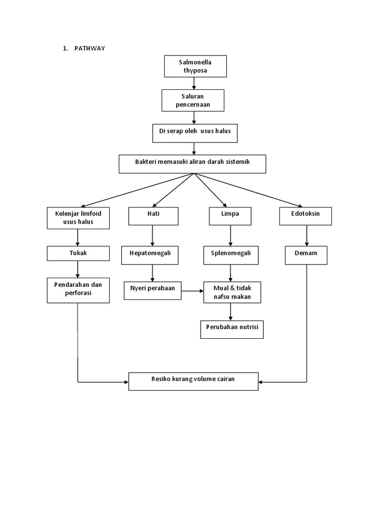 Pathway Typoid | PDF