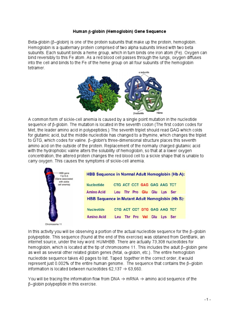 Human Beta-Globin Gene Analysis | PDF | Science & Mathematics