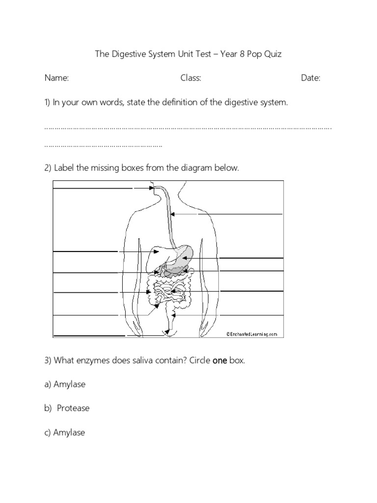 The Digestive System Unit Test | PDF