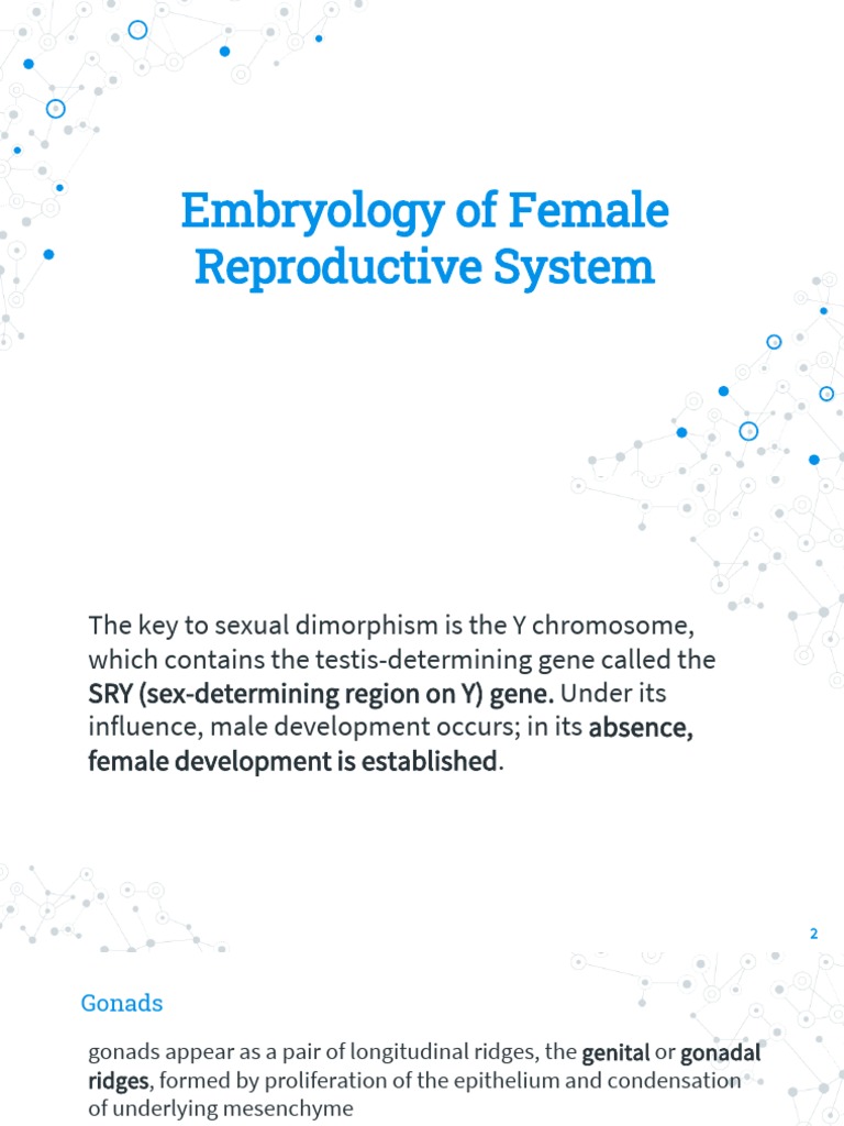 Embryology of Female Reproductive System | PDF