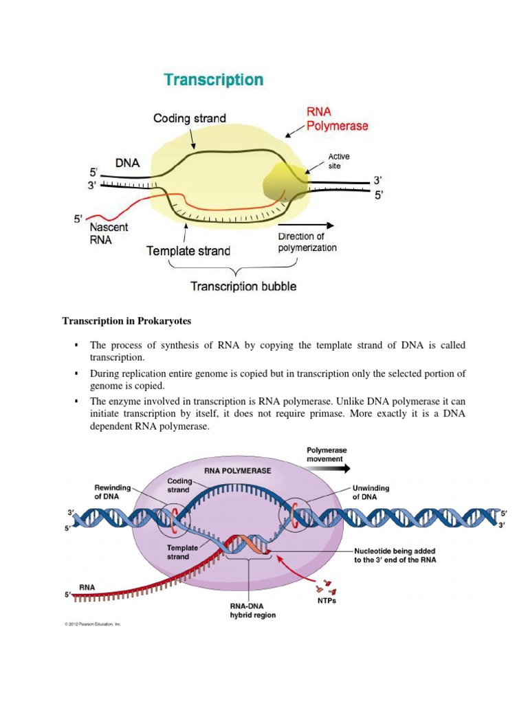 Transcription in Prokaryotes | PDF
