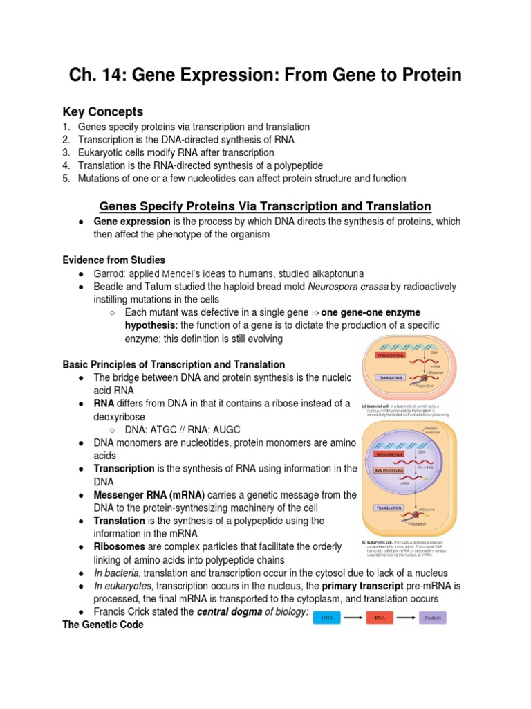 Ch. 14 - Gene Expression - From Gene To Protein | PDF