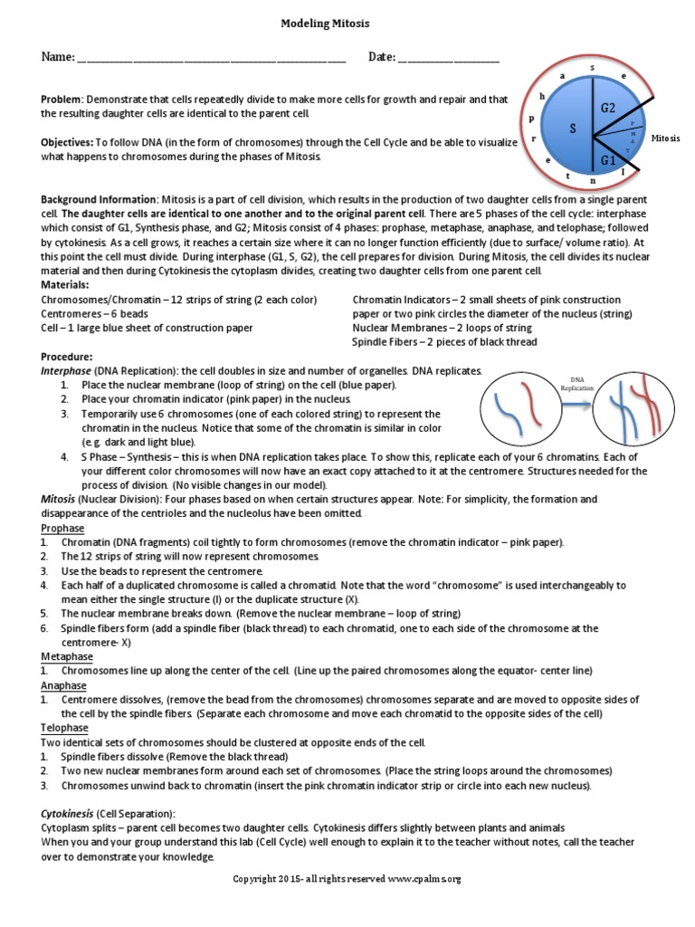 Modeling Mitosis Activity | PDF | Mitosis | Chromosome