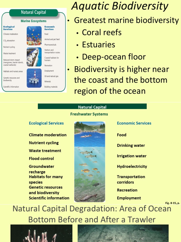 Chapter 11 APES Notes | PDF | Everglades | Biodiversity