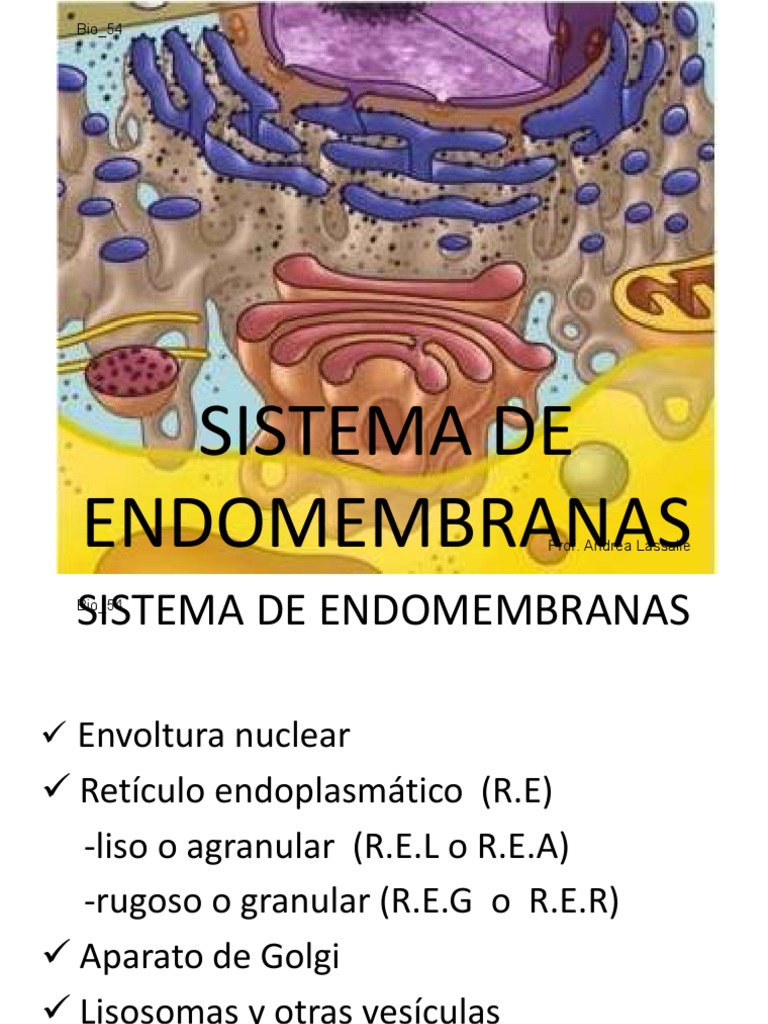 El sistema de endomembranas: estructura y funciones de sus componentes ...