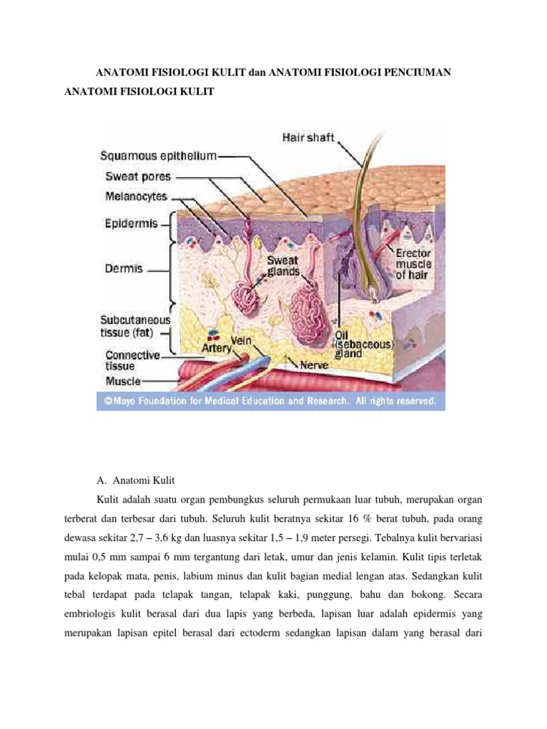 Anatomi Fisiologi Kulit | PDF