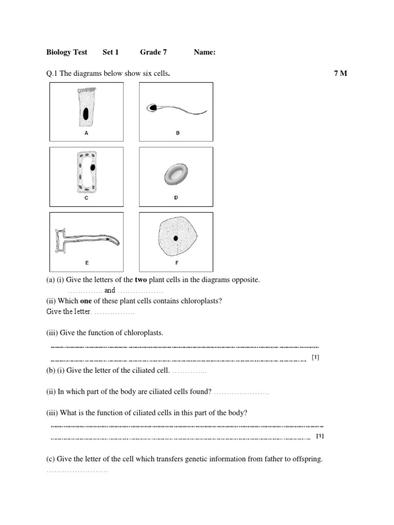 Grade 7 Bio Set 1 | PDF