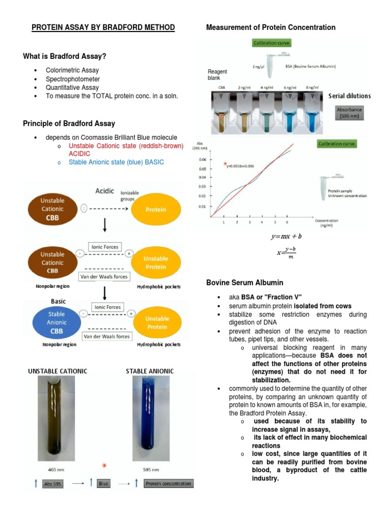 Protein Concentration via Bradford Assay | PDF | Spectrophotometry ...