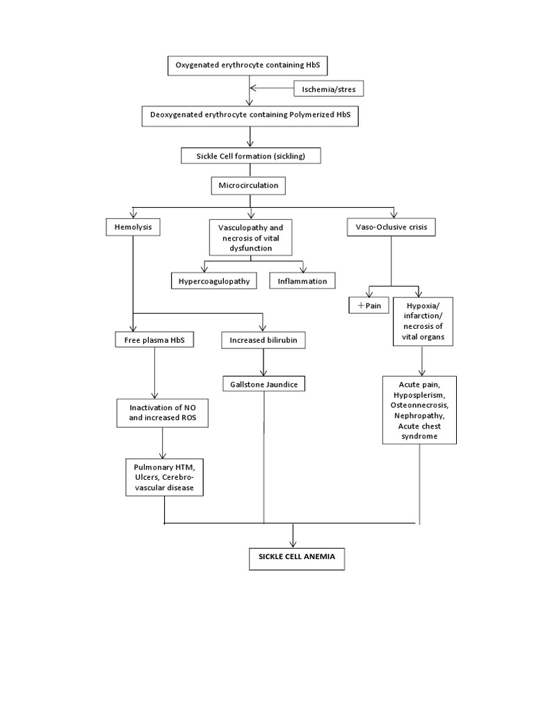 Sickle Cell Anemia Pathophysiology Flowchart | PDF
