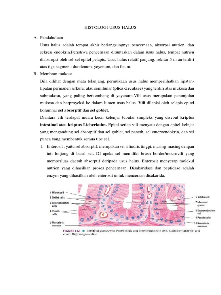 Histolog Usus Halus | PDF