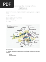 Anatomía del Camarón: Partes y Funciones | PDF | Abdomen | Testículo