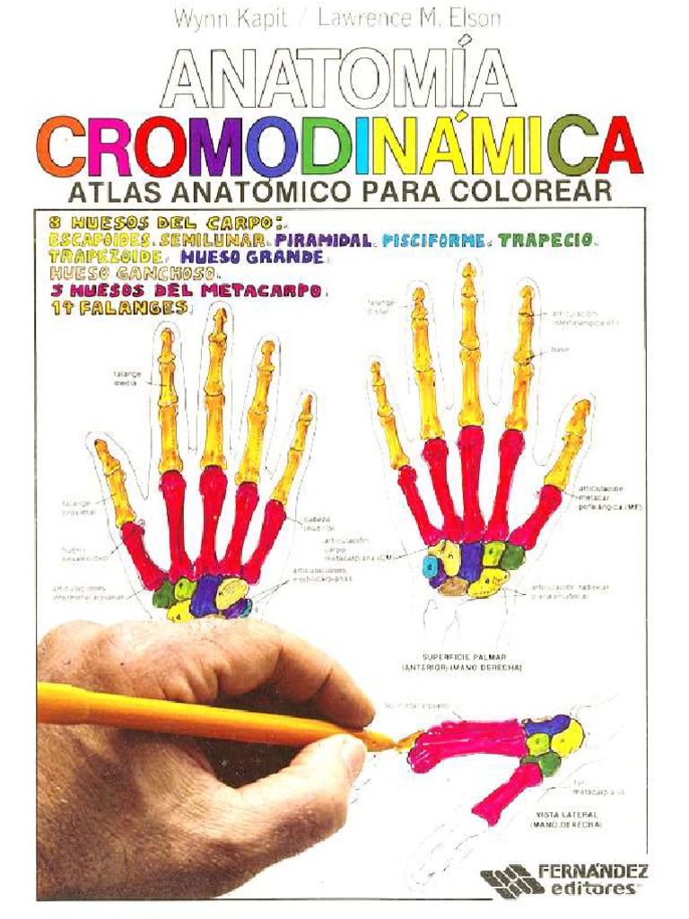 Atlas de Anatomía PDF | PDF