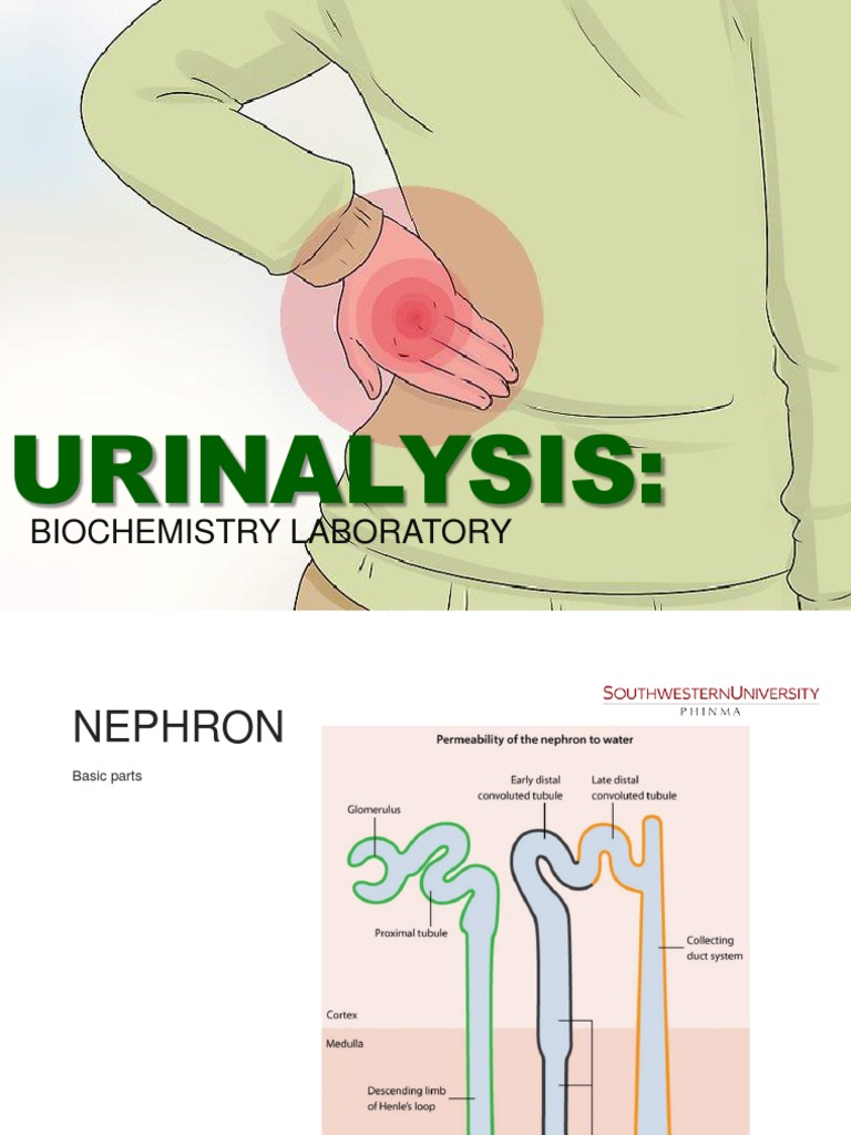 URINALYSIS | PDF