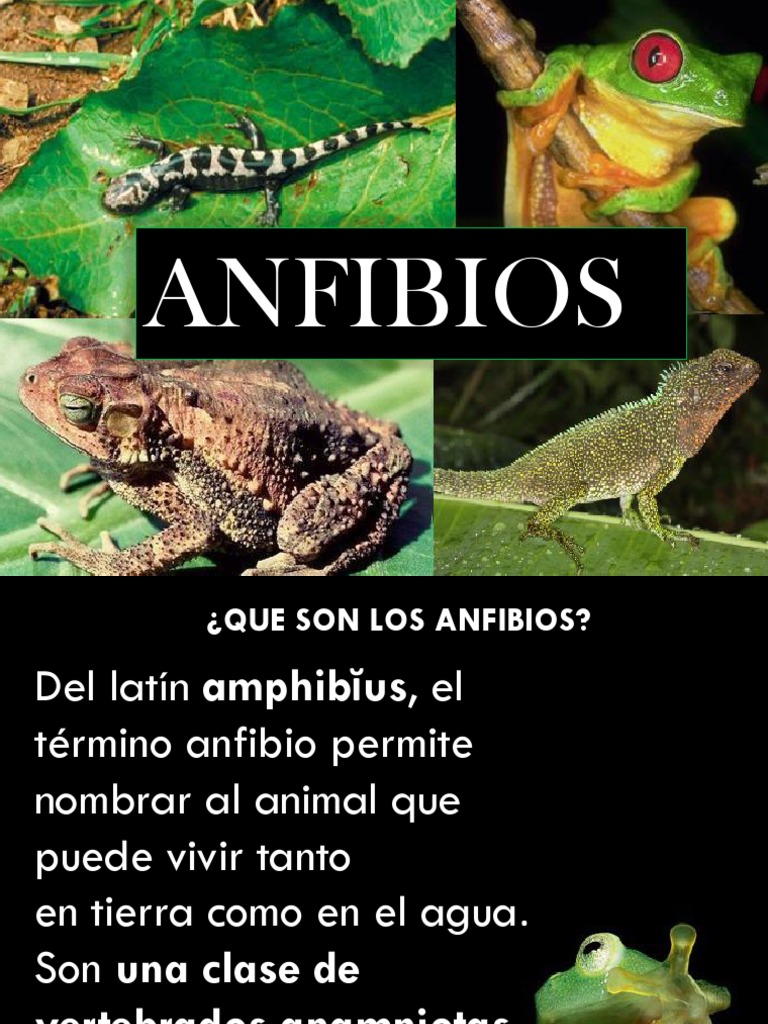Anfibios Diapositiva | PDF