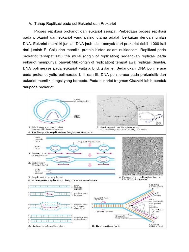 Tahap Replikasi Pada Sel Eukariot Dan Prokariot | PDF