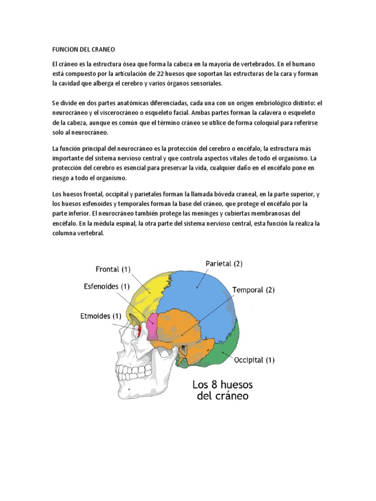 Funcion Del Craneo | PDF