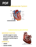 Cat Vs Dog Anatomy Anatomical Differences | PDF | Vertebra | Thorax