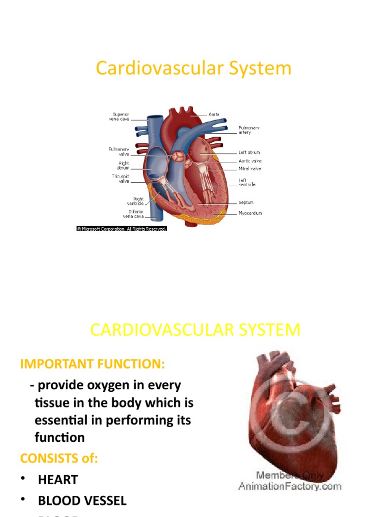 Cardiovascular System Overview | PDF | Heart | Circulatory System