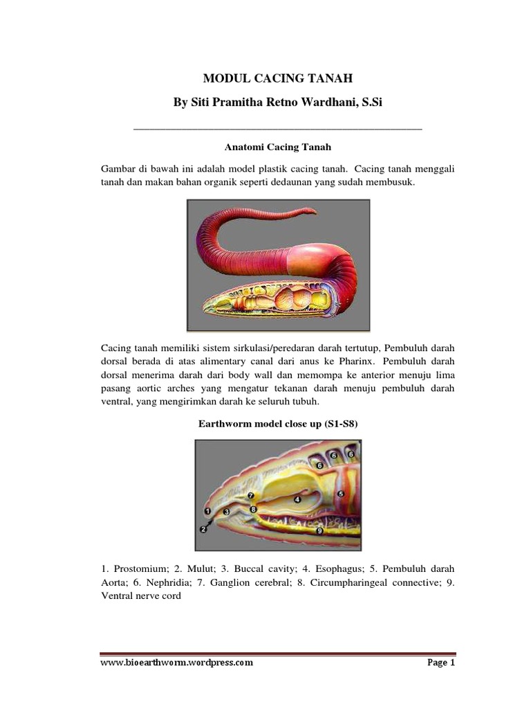 Cacing Tanah Fix Modul 1 | PDF