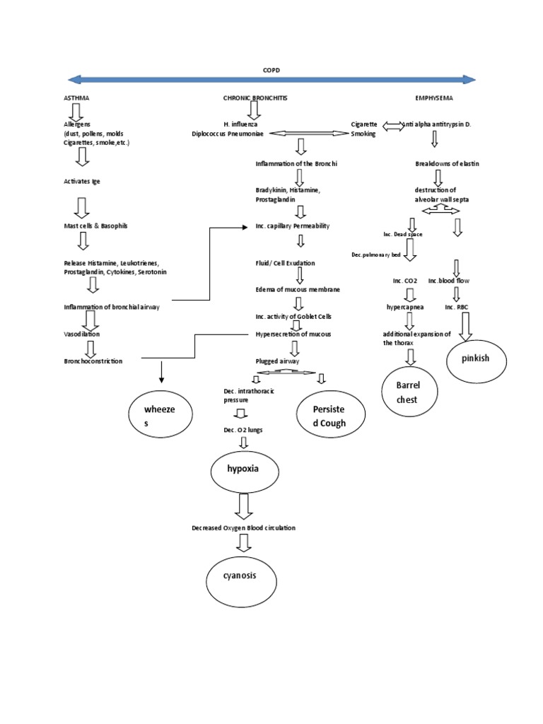 COPD Pathophysiology | PDF | Respiratory Tract | Bronchitis