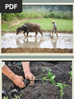Bolo Is Used For Cutting Tall Grasses and Weeds and Chopping Branches ...
