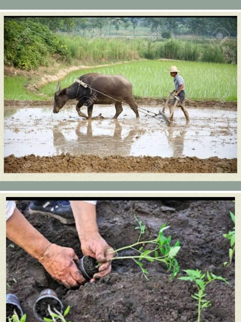 Farm Inputs and Labor Requirements | PDF