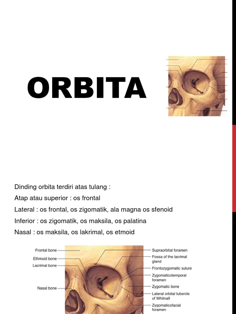 Anatomi ORBITA | PDF | Perjalanan | Seni