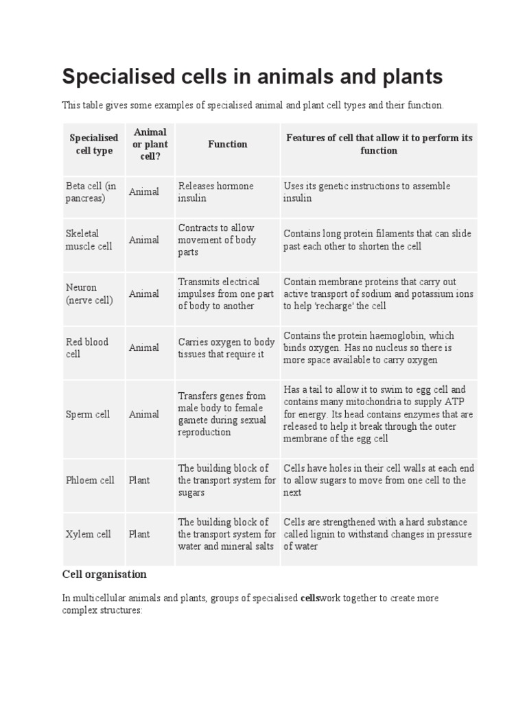 Specialised Cells in Plant and Animals PDF | PDF | Science & Mathematics