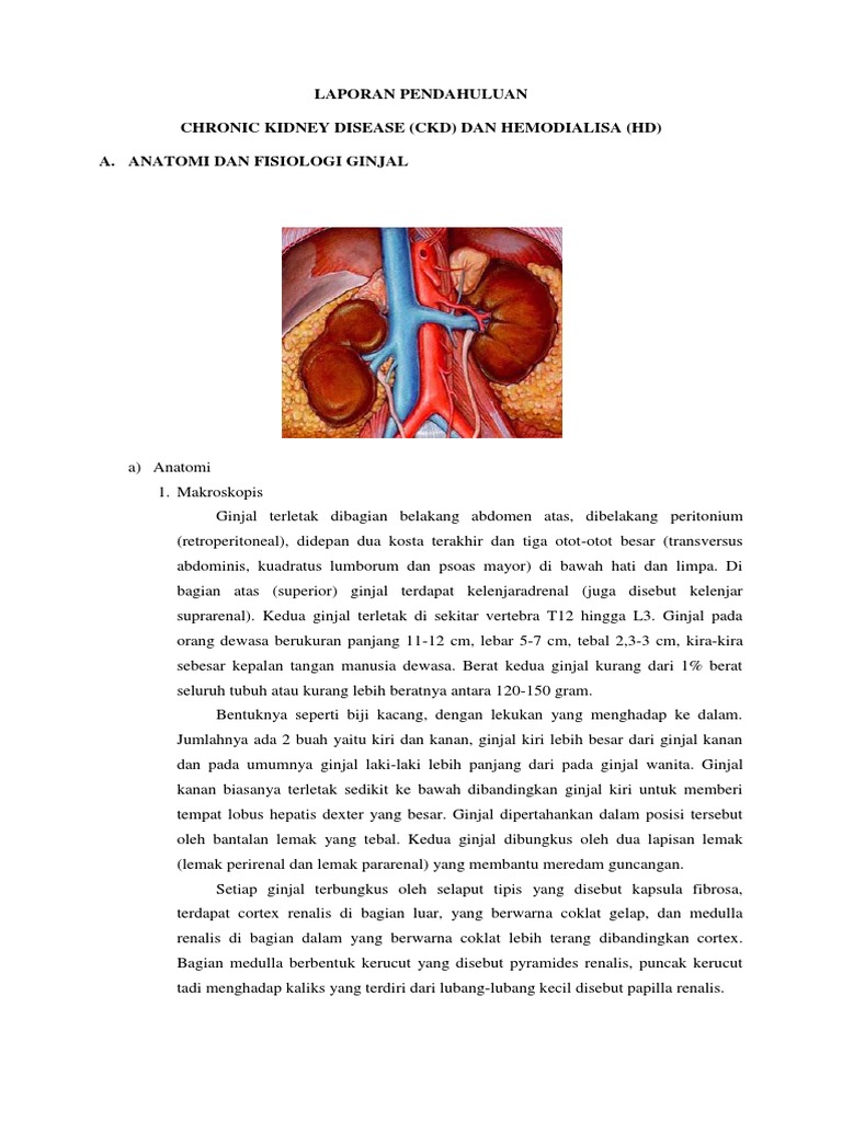 Anatomi dan Fisiologi Ginjal CKD | PDF | Sains & Matematika