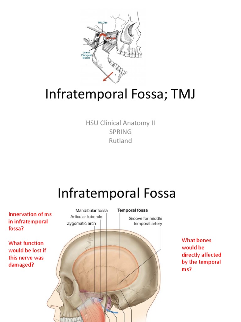 2020 Lecture 8 Infratemporal Fossa and TMJ | PDF