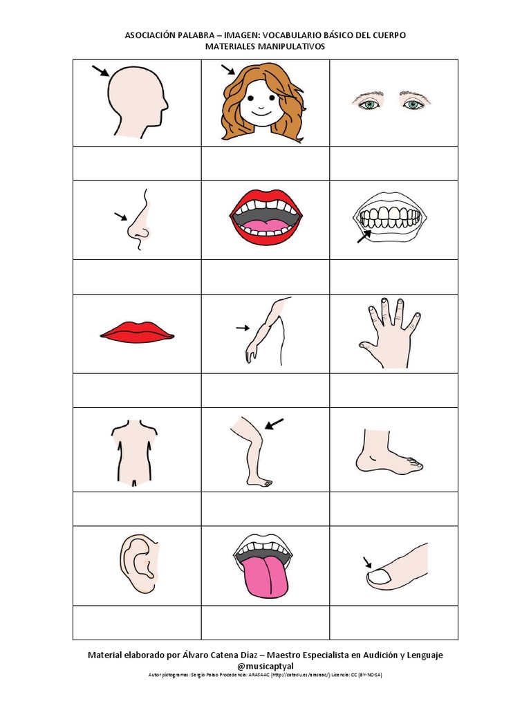 Cuerpo Humano Material Manipulativo Pdf Anatomía De Los Primates