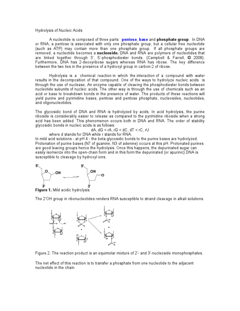 Hydrolysis of Nucleic Acids