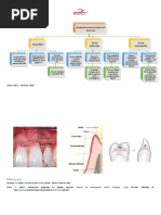 Piramide de Socransky | PDF | Las bacterias | Inmunología