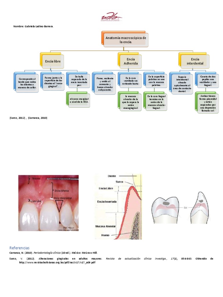 Anatomía Macroscópica de La Encía. | PDF