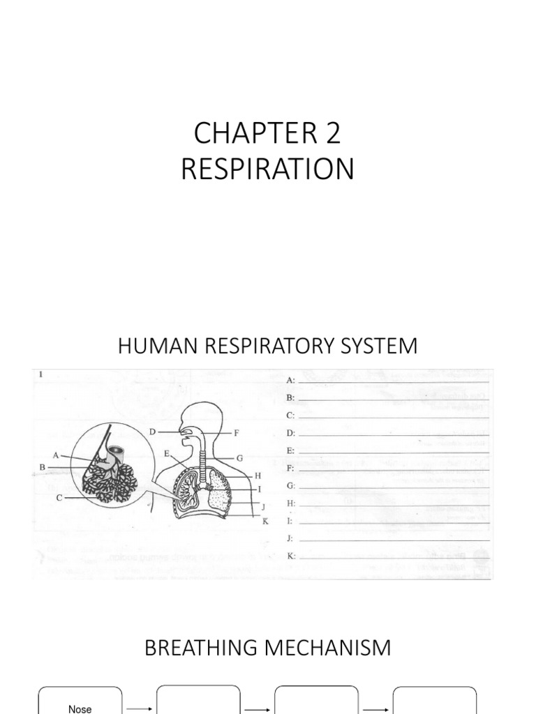 (Notes) Science Form 3 - Chapter 2 (Respiration) | PDF