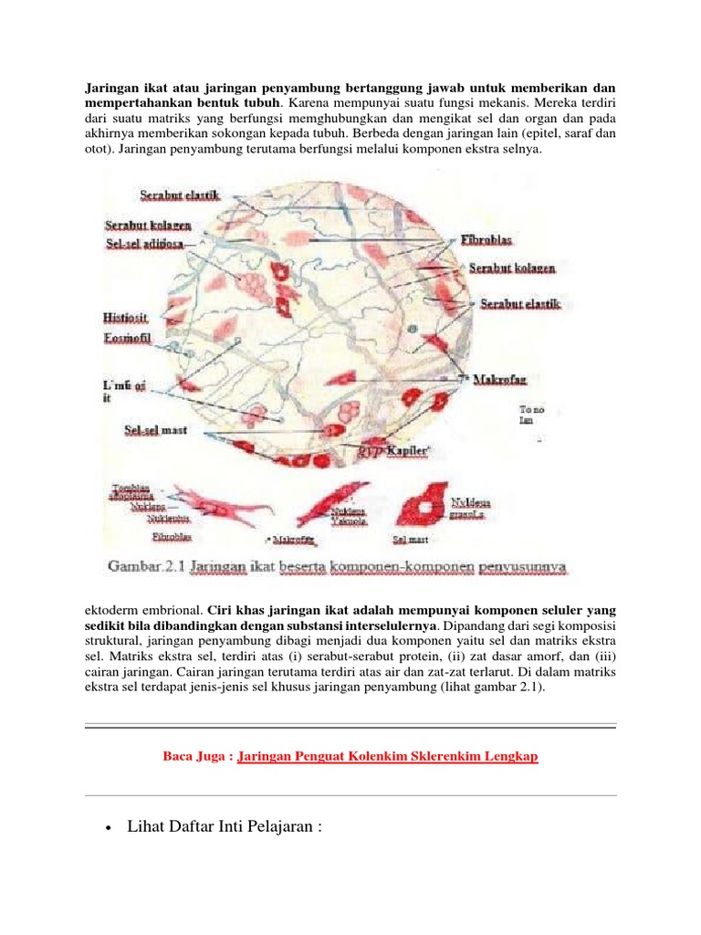 Histologi Otot Tendon | PDF