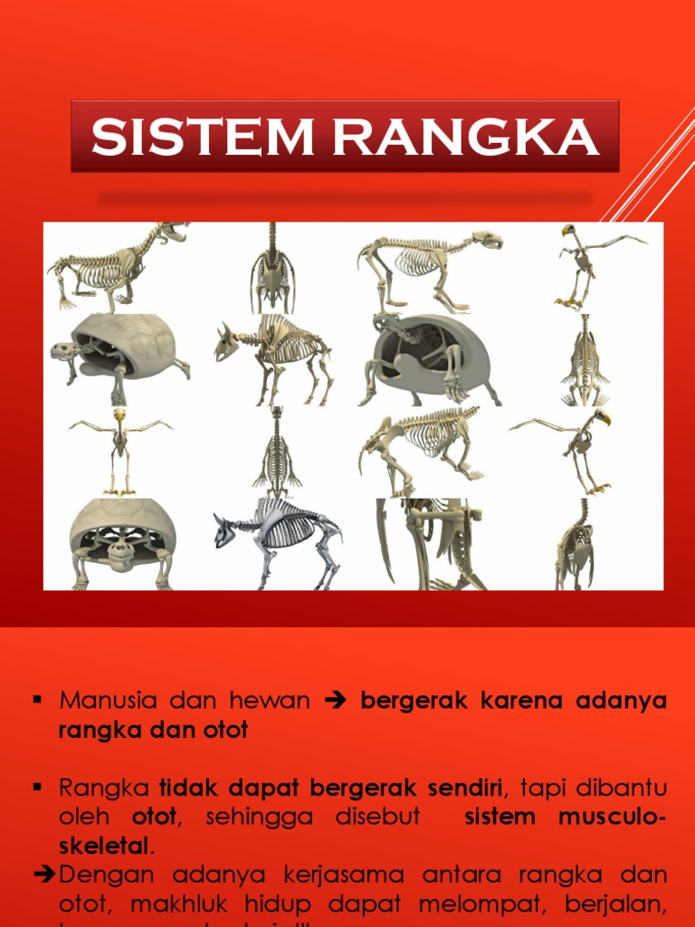 Sistem Rangka - Vertebrata PDF | PDF | Sains & Matematika