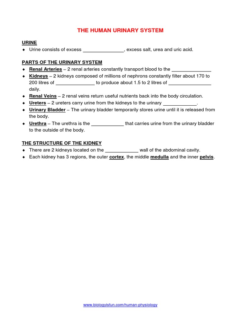 Cloze Urinary System | PDF | Kidney | Urinary System